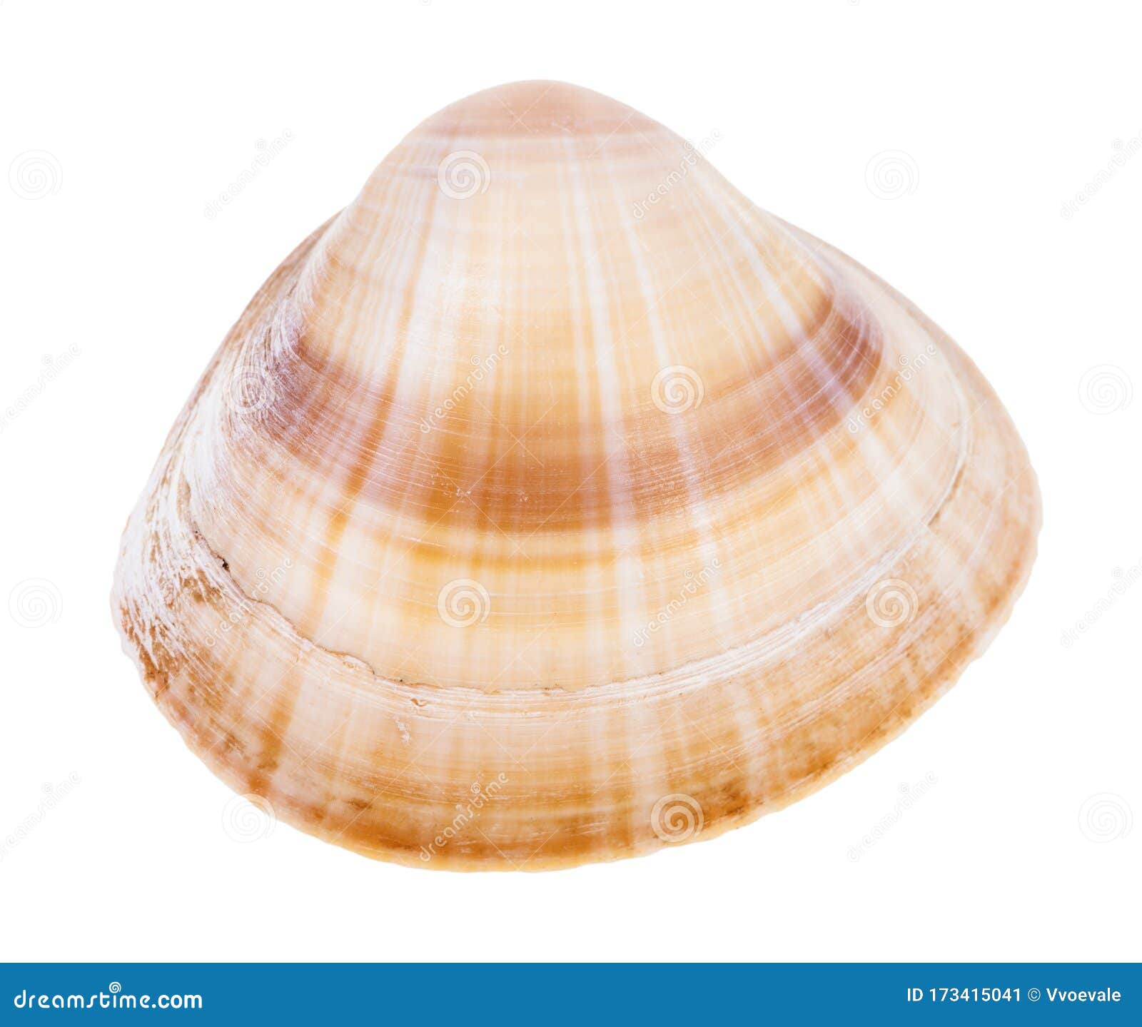 Striped Light Brown Shell of Isolated Stock Image - Image of round ...