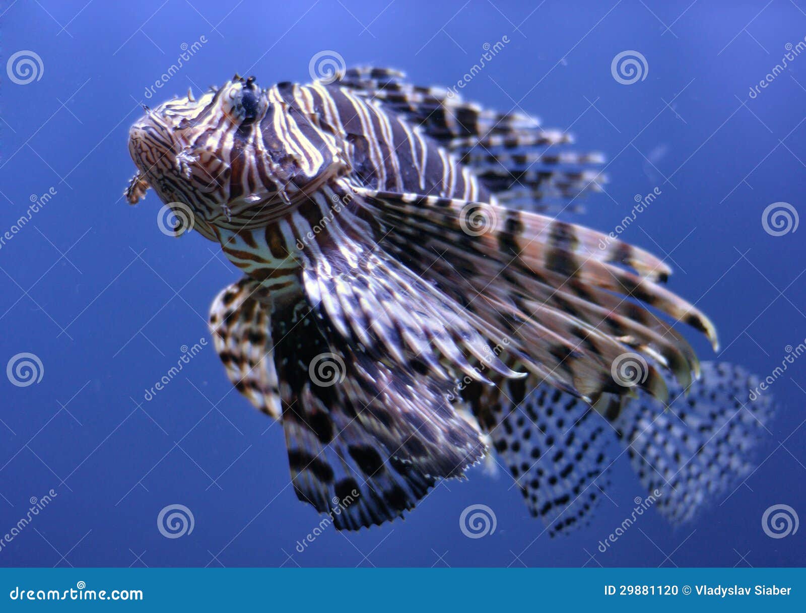 Lionfish in water stock photo. Image of risk, aquatic - 29881120