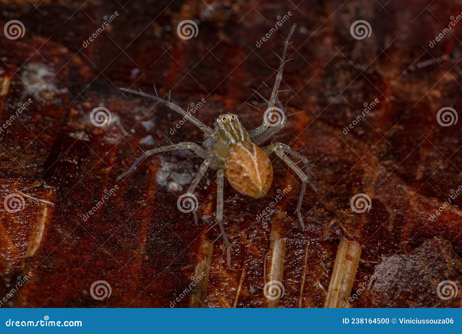Striped Lynx Spider stock photo. Image of spiders, natural - 238164500