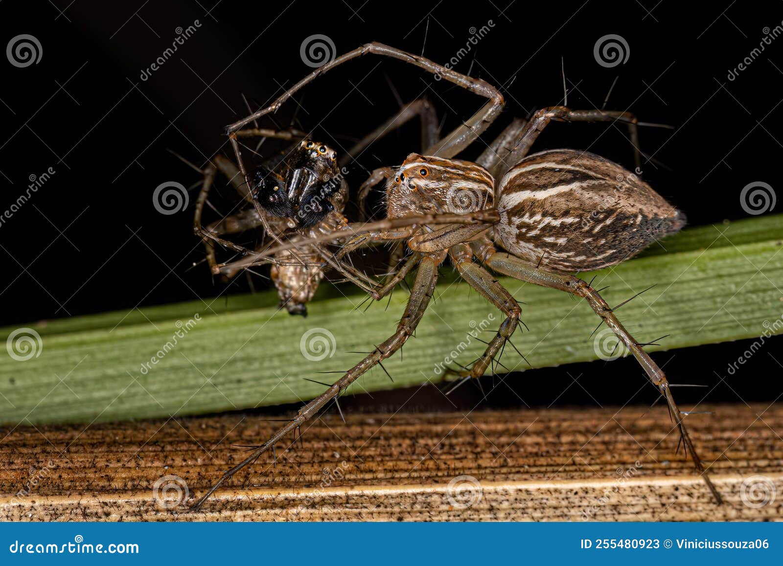 Striped Lynx Spider stock image. Image of spiders, fauna - 255480923