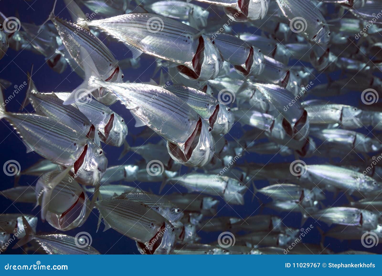 Striped mackerel stock image. Image of bright, animal - 11029767