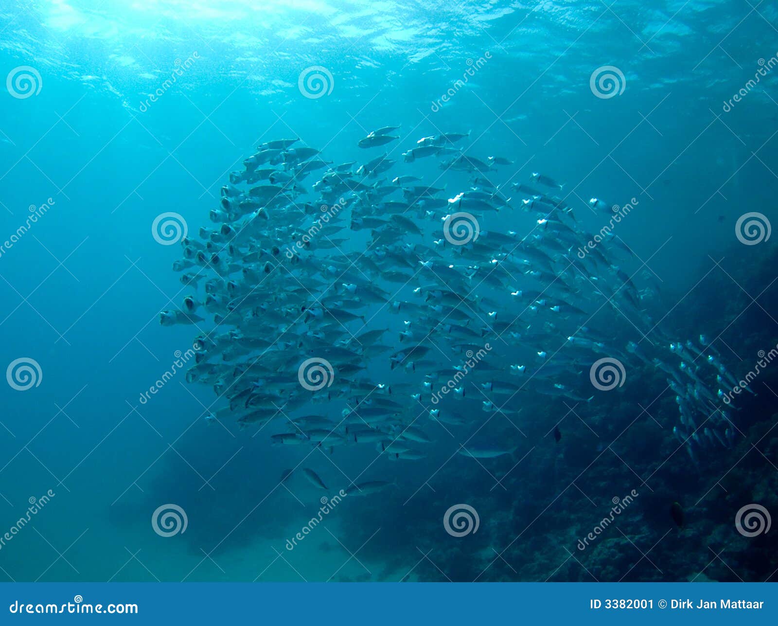 Striped Mackerel stock image. Image of blue, coral, exotic - 3382001