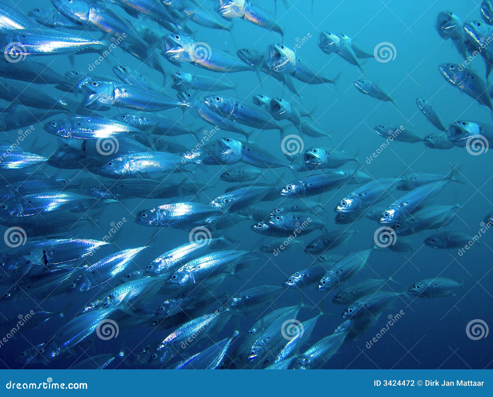 Striped Mackerel stock photo. Image of fish, floating - 3424472