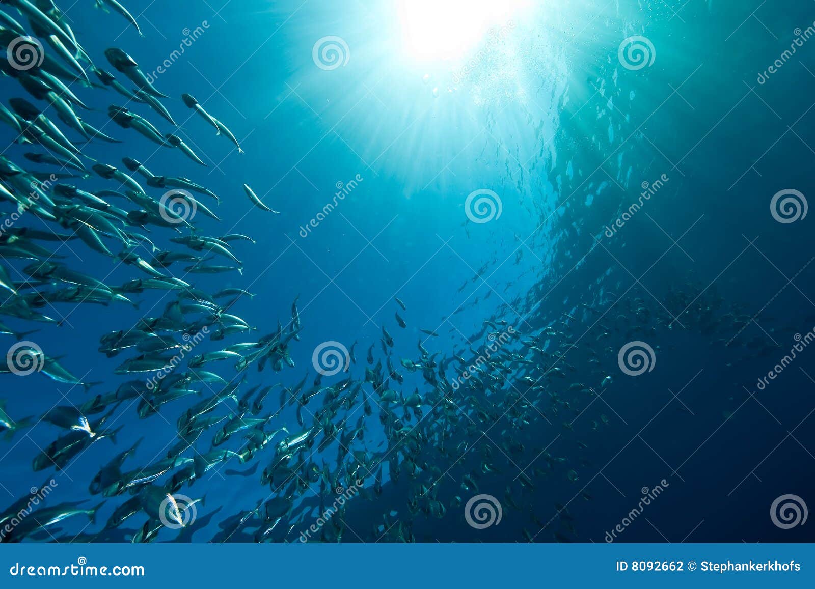 Striped Mackerel Picture. Image: 8092662