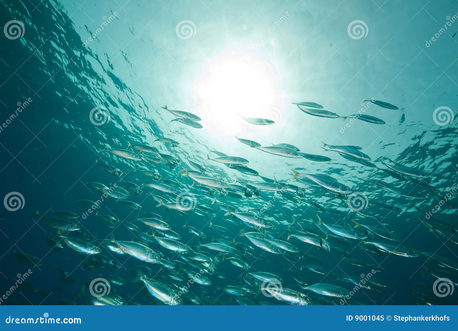 Striped mackerel stock image. Image of liquid, sunlight - 9001045