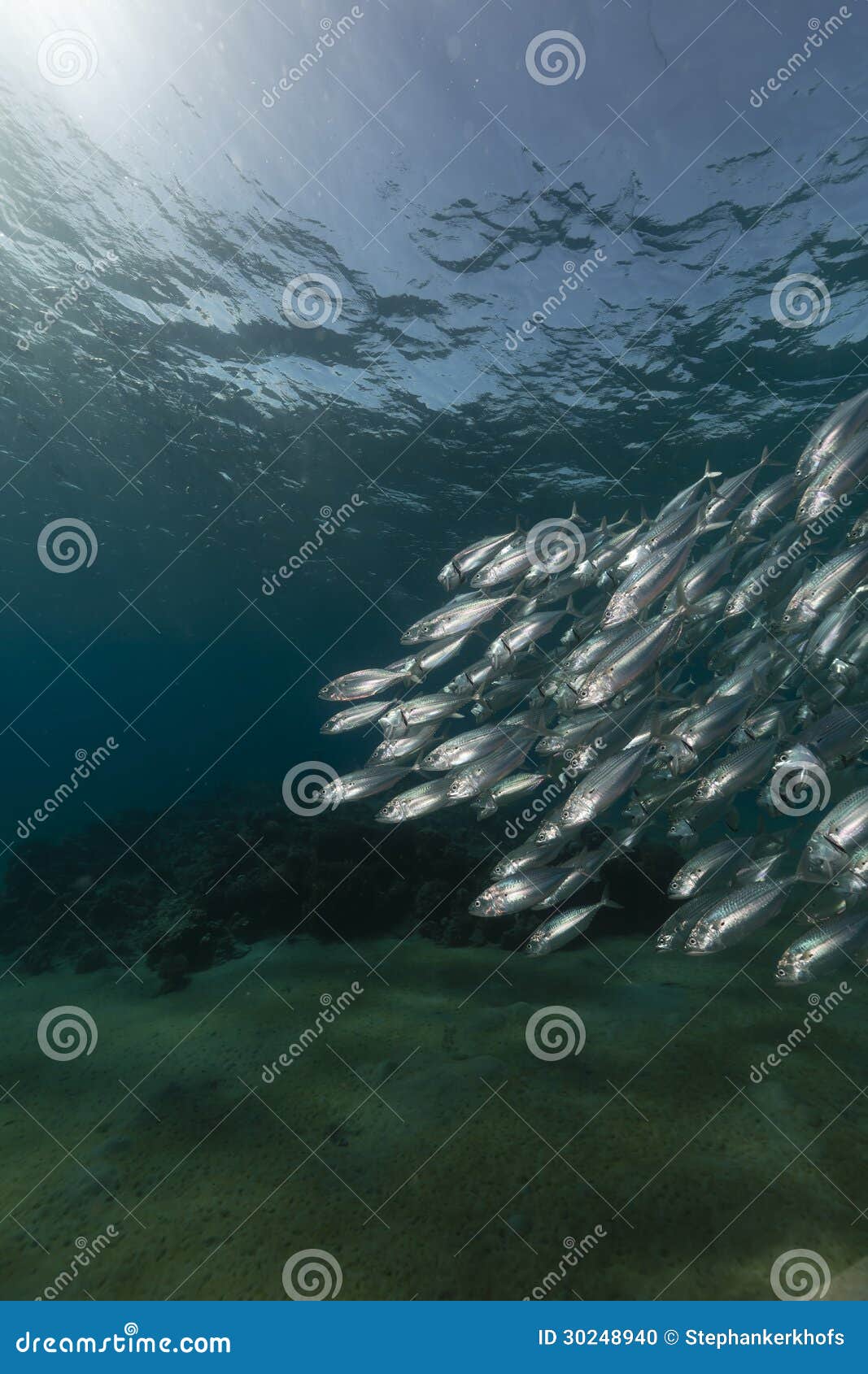 Striped Mackerel Feeding in the Red Sea. Stock Photo - Image of ...