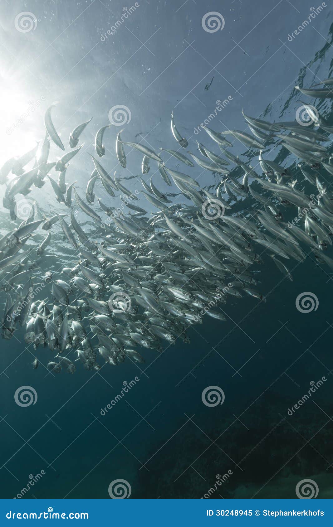 Striped Mackerel Feeding in the Red Sea. Stock Image - Image of fish ...