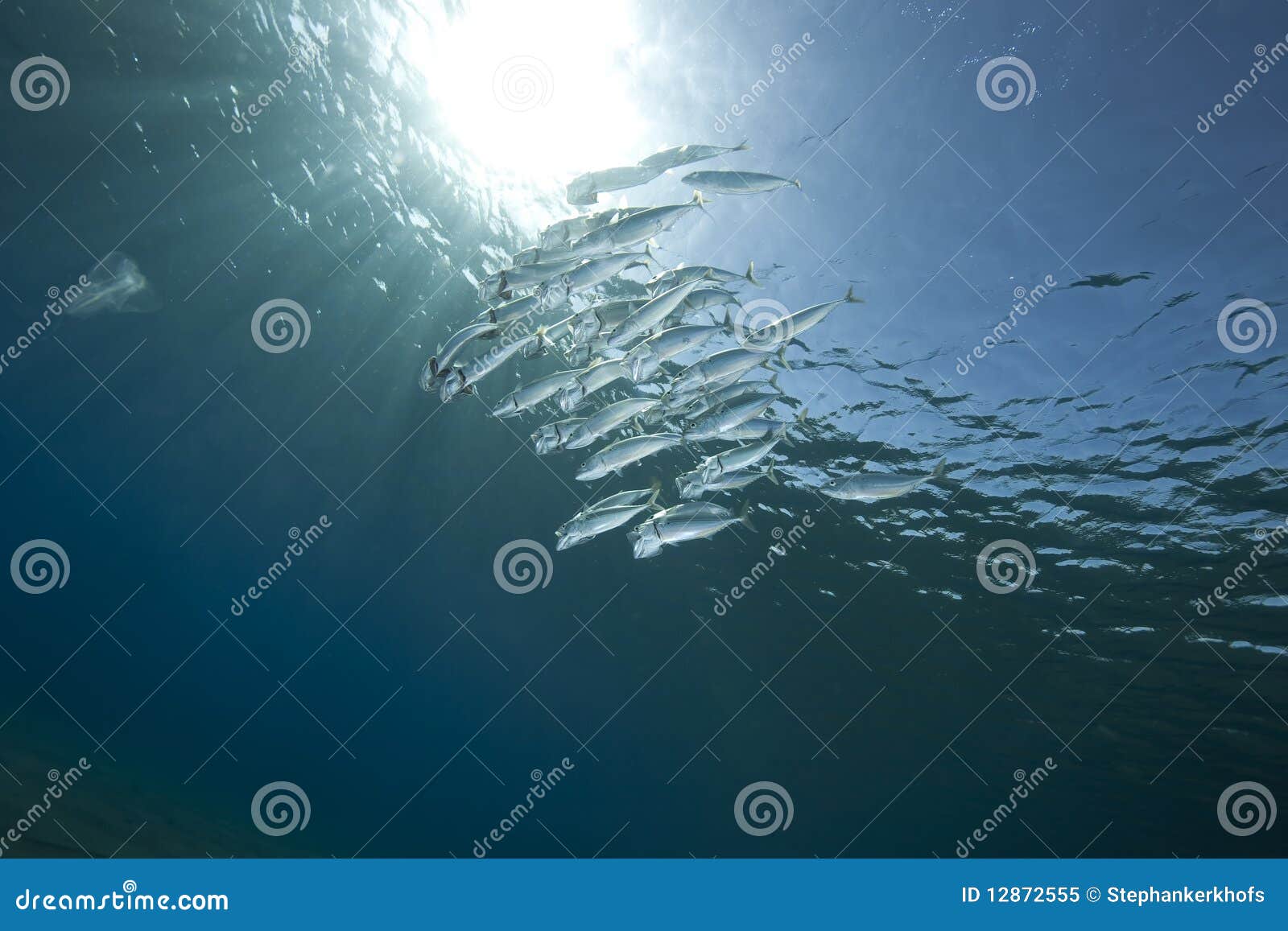 Striped mackerel and ocean stock image. Image of sunray - 12872555