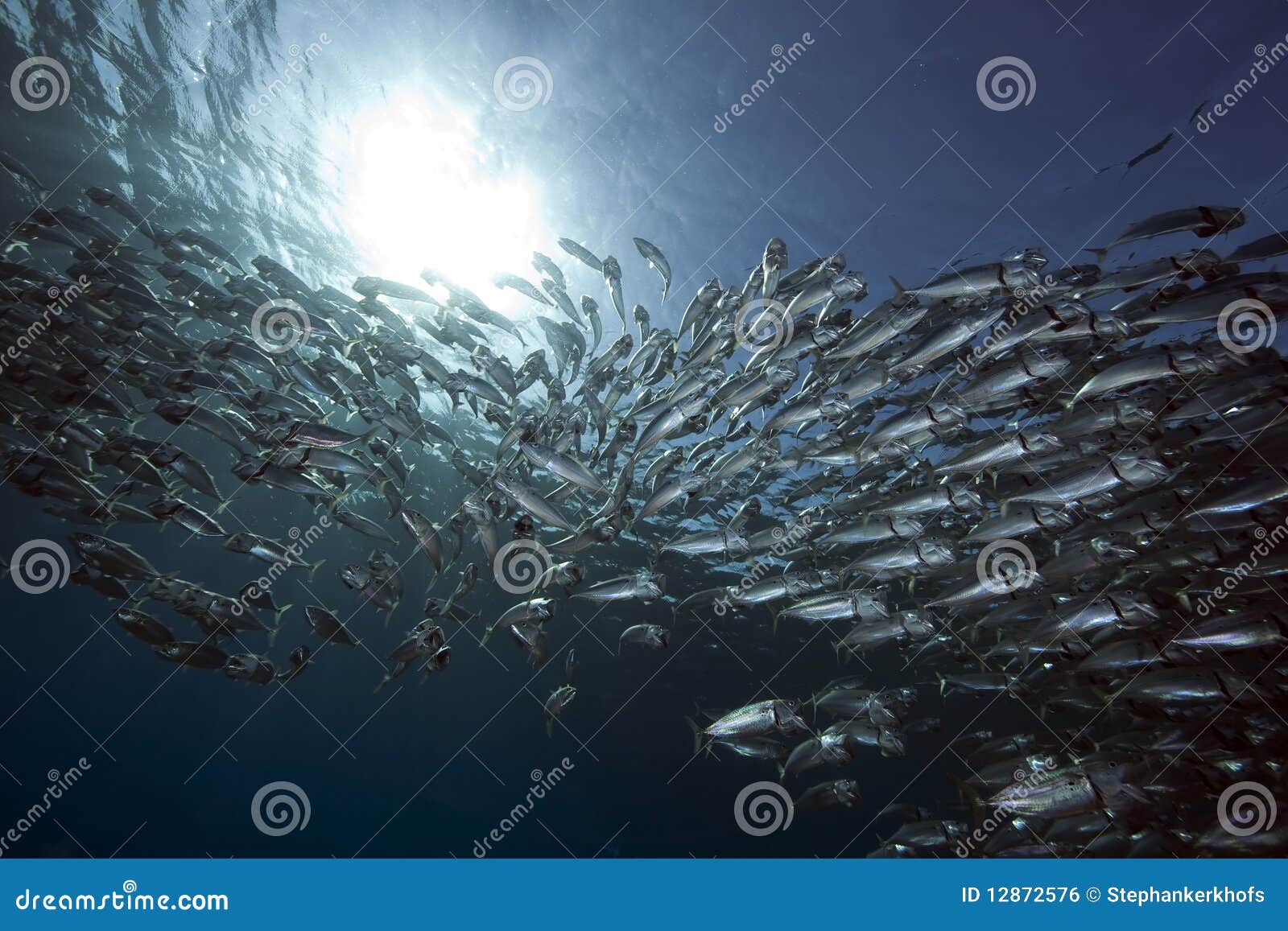 Striped mackerel and ocean stock photo. Image of nature - 12872576