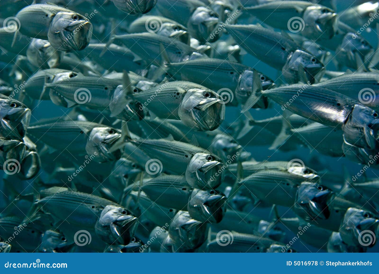 Striped Mackerel (rastrelliger Kanagurta) Stock Photo - Image of ...