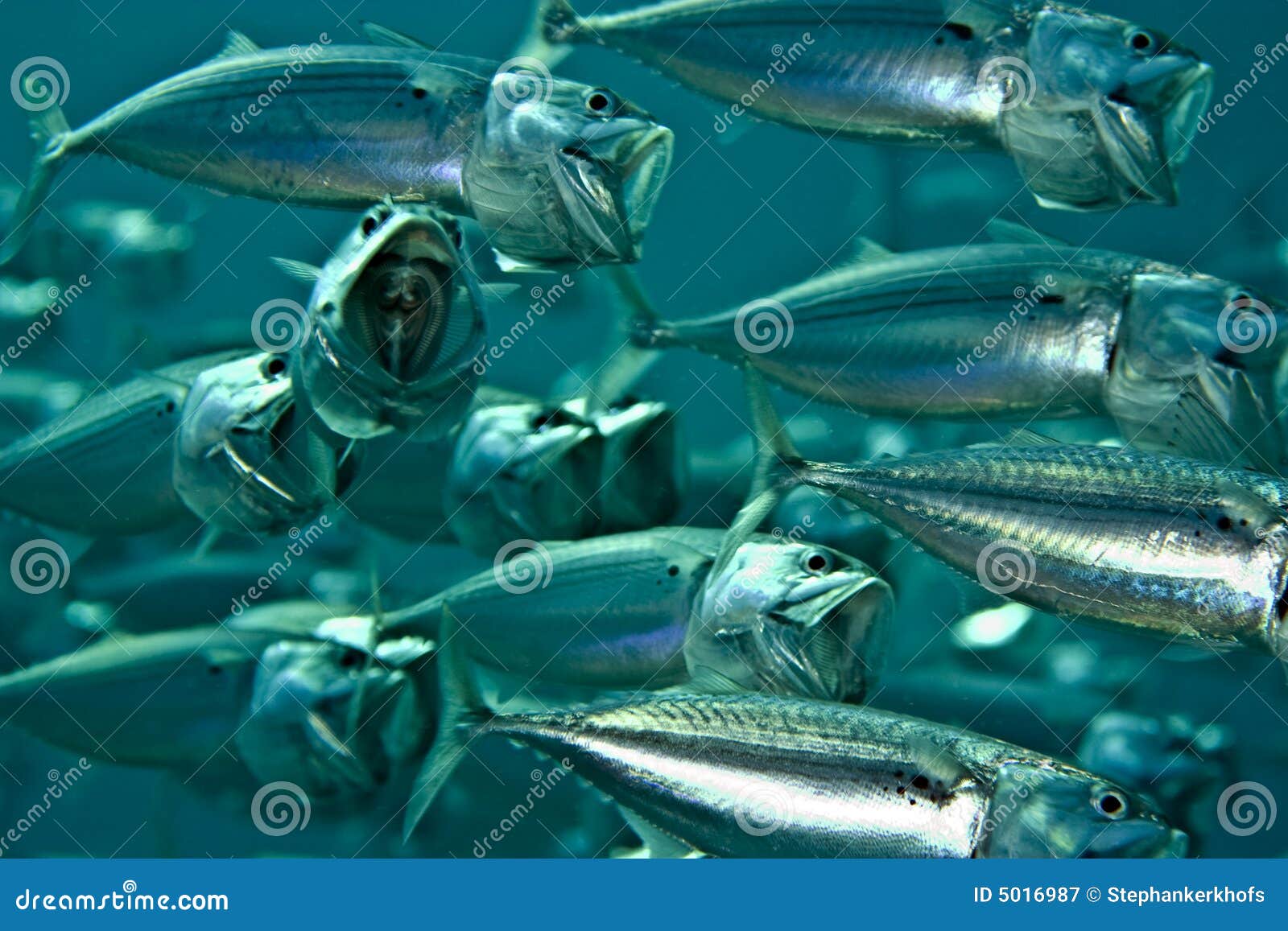 Striped Mackerel (rastrelliger Kanagurta) Stock Image - Image of ...