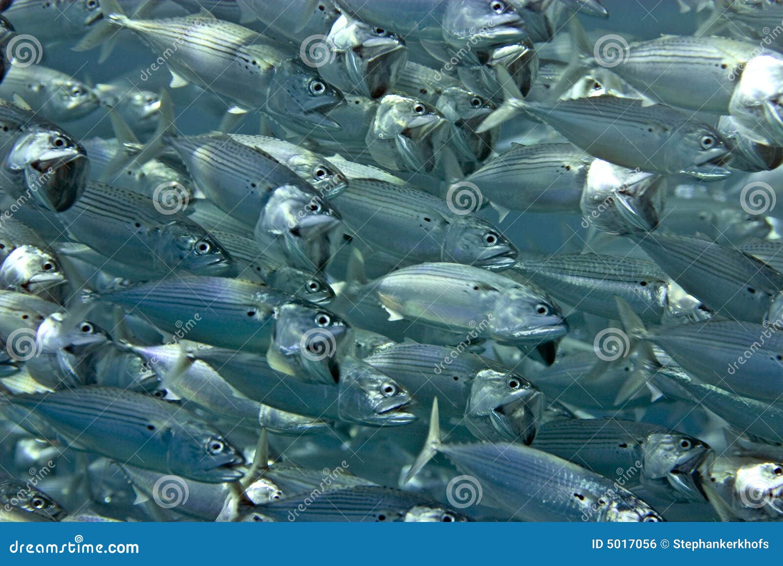 Striped Mackerel (rastrelliger Kanagurta) Stock Photo - Image of ...