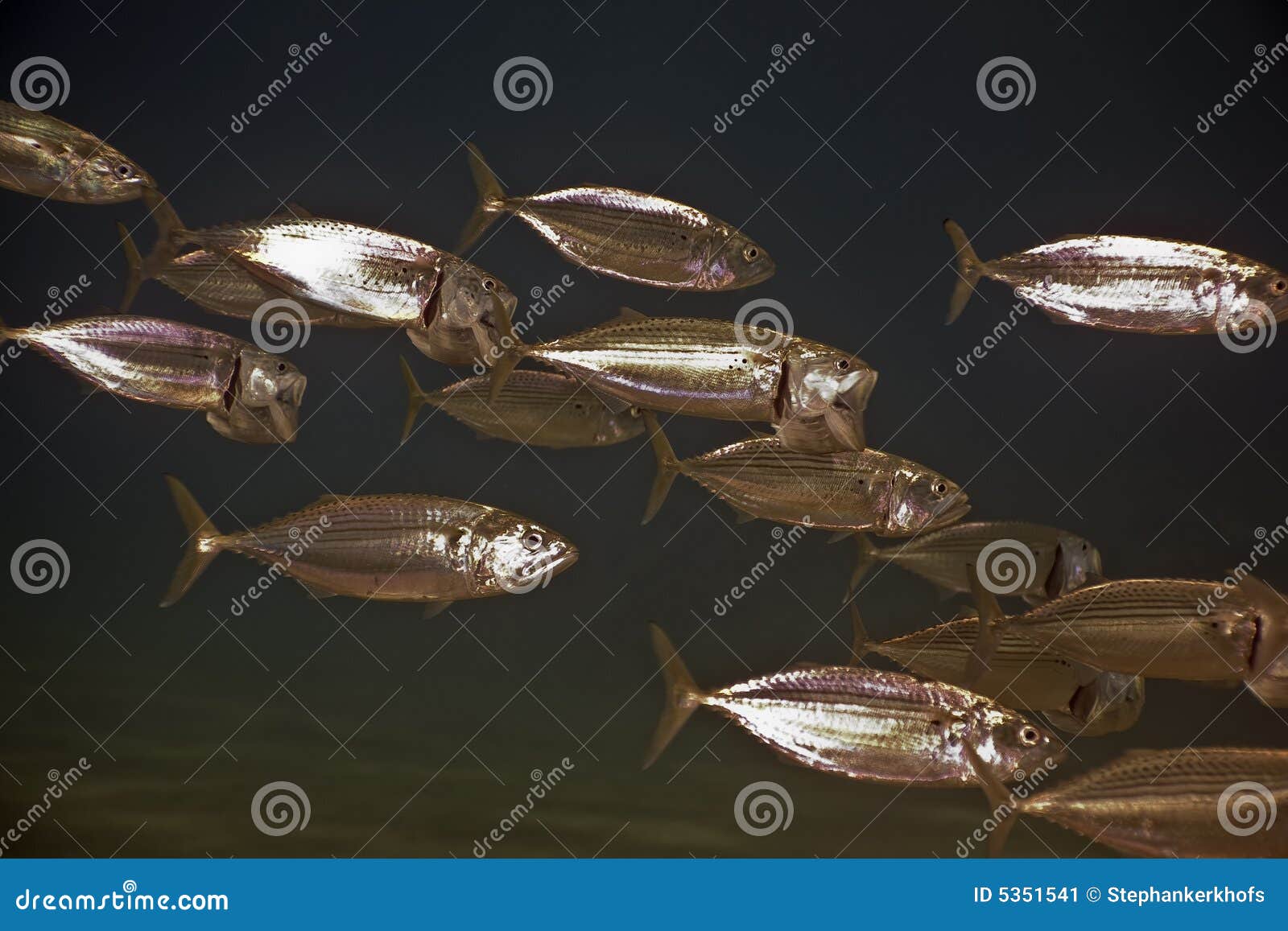 Striped Mackerel (rastrelliger Kanagurta) Stock Image - Image of nature ...