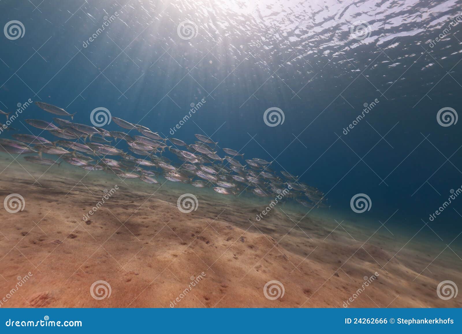 Striped Mackerel (rastrelliger Kanagurta) in the Red Sea. Stock Photo ...