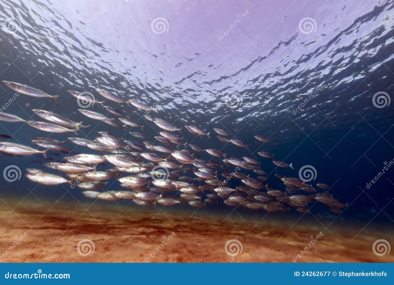 Striped Mackerel (rastrelliger Kanagurta) in the Red Sea. Stock Image ...