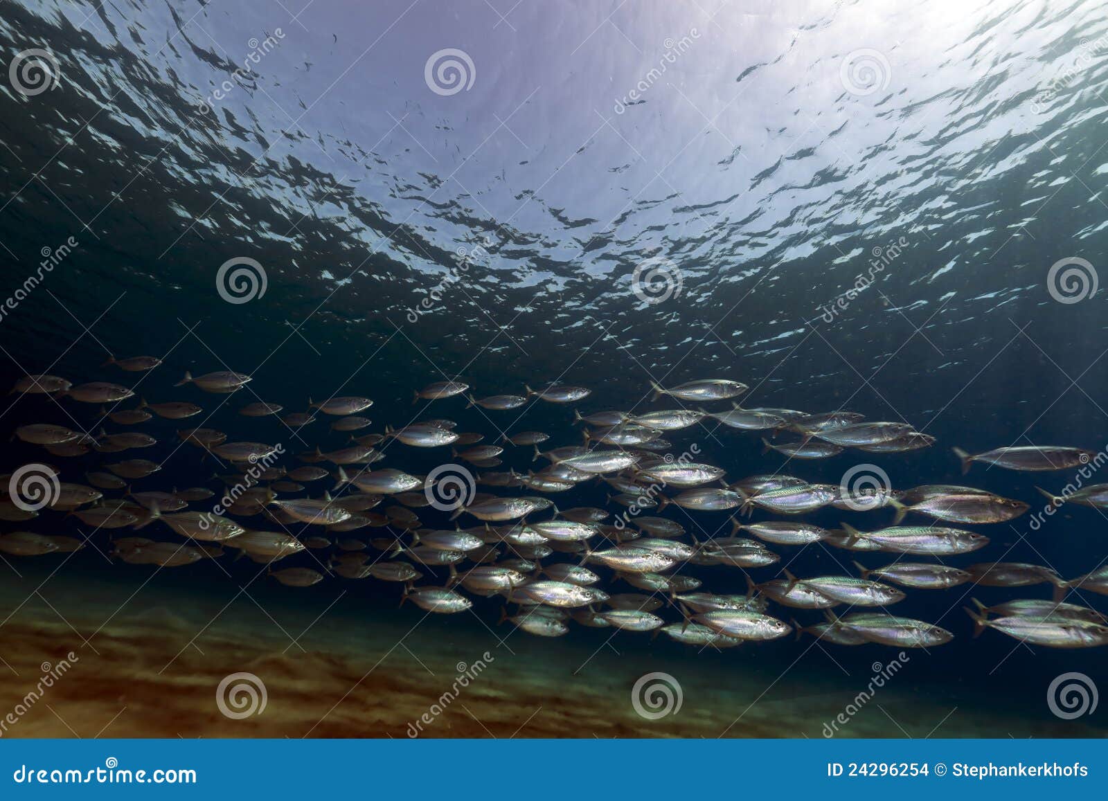 Striped Mackerel (rastrelliger Kanagurta) in the Red Sea. Stock Photo ...