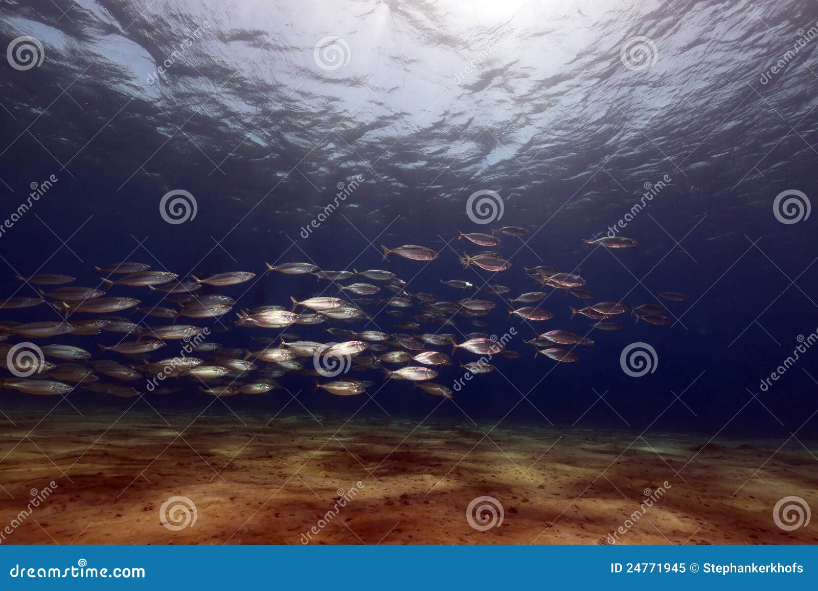 Striped Mackerel (rastrelliger Kanagurta) in the Red Sea. Stock Image ...