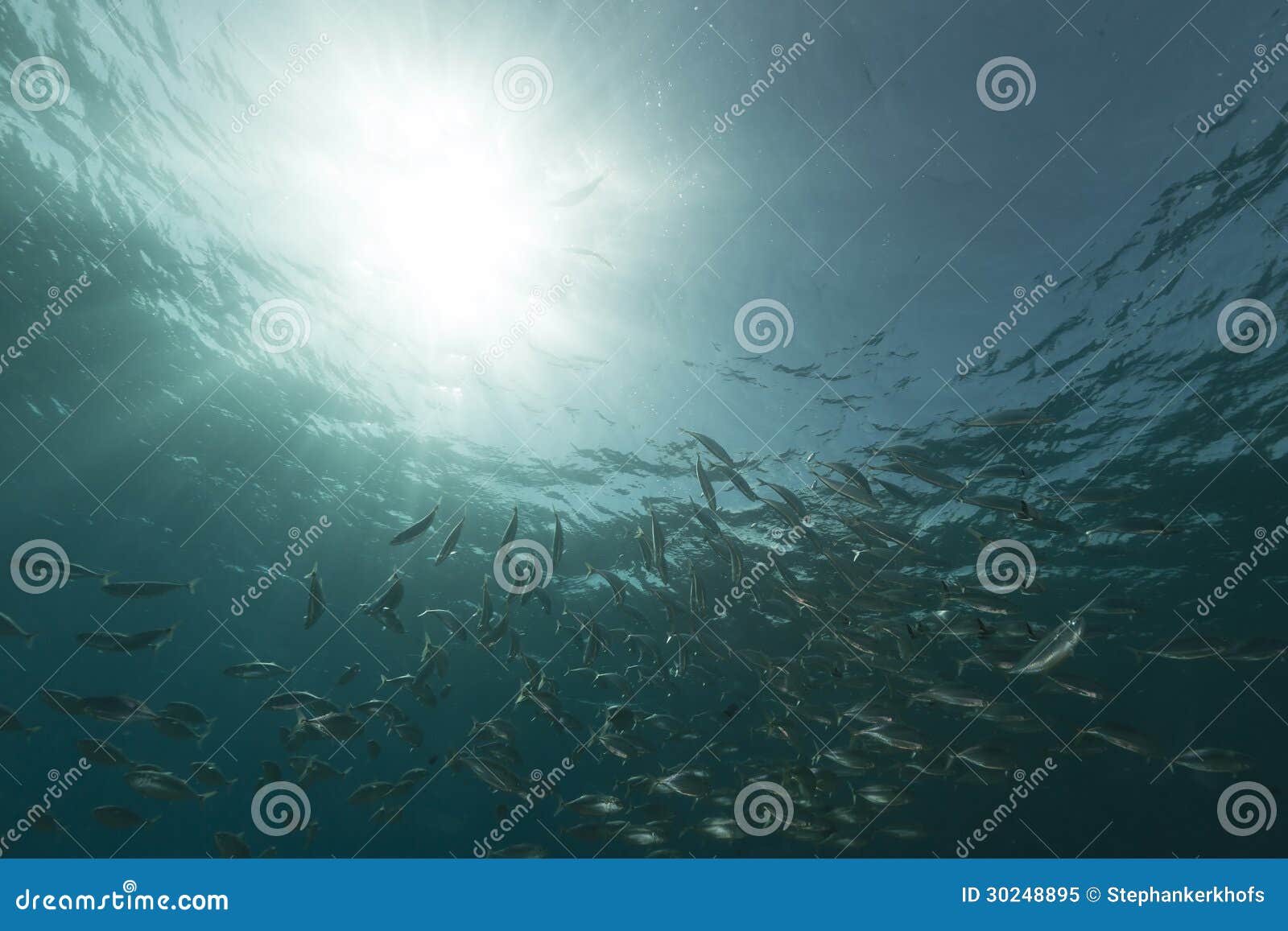 Striped Mackerel the Red Sea. Stock Image - Image of fish, nature: 30248895