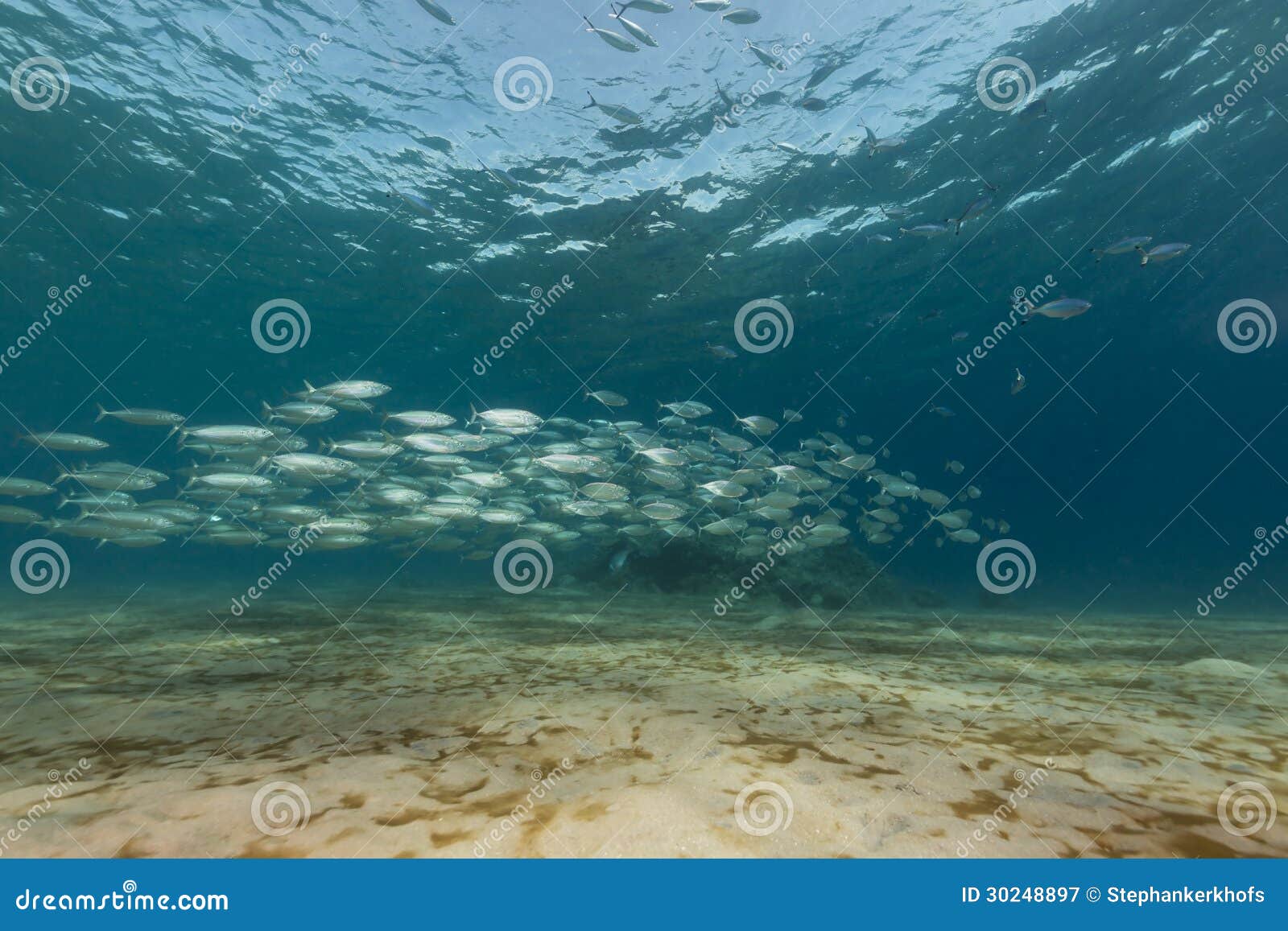 Striped Mackerel the Red Sea. Stock Image - Image of colour, scuba ...