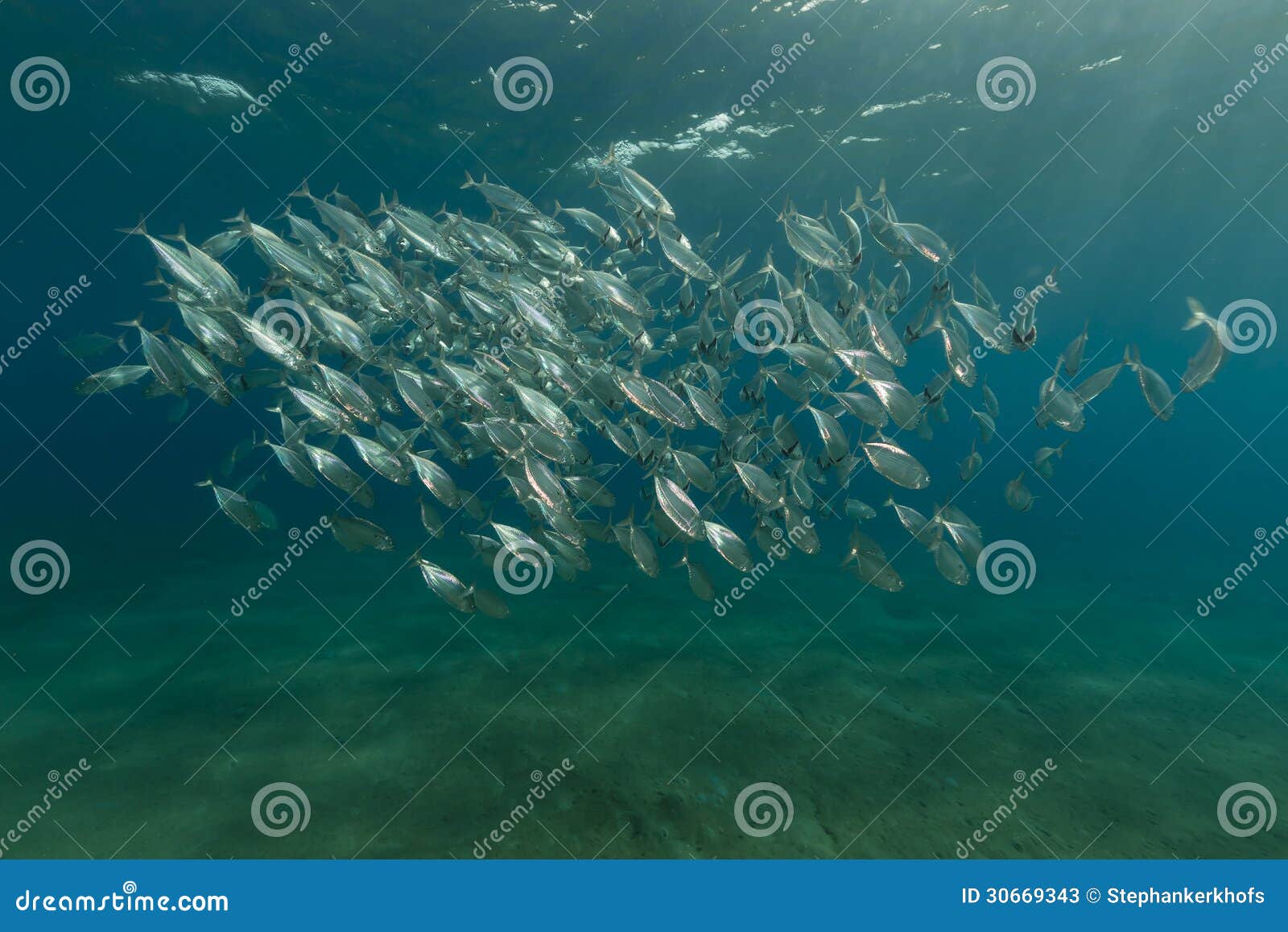 Striped Mackerel in the Red Sea. Stock Image - Image of fish, aquatic ...