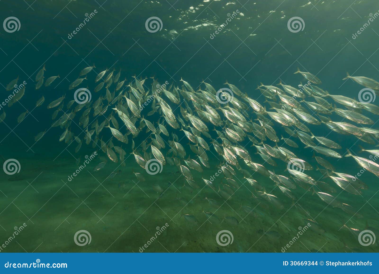 Striped Mackerel in the Red Sea. Stock Photo - Image of fishes, blue ...