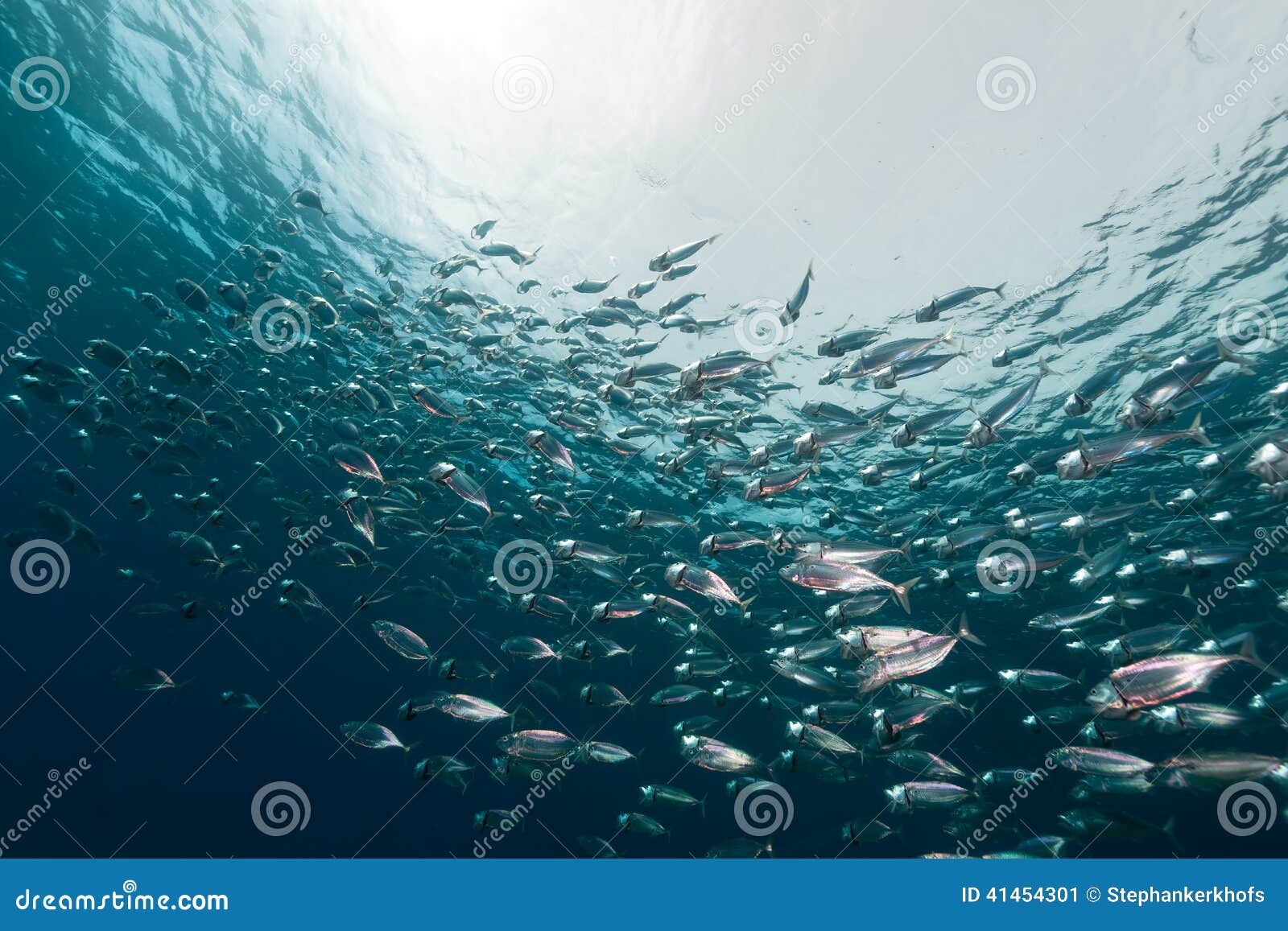 Striped Mackerel in the Red Sea. Stock Image - Image of salt, colorful ...
