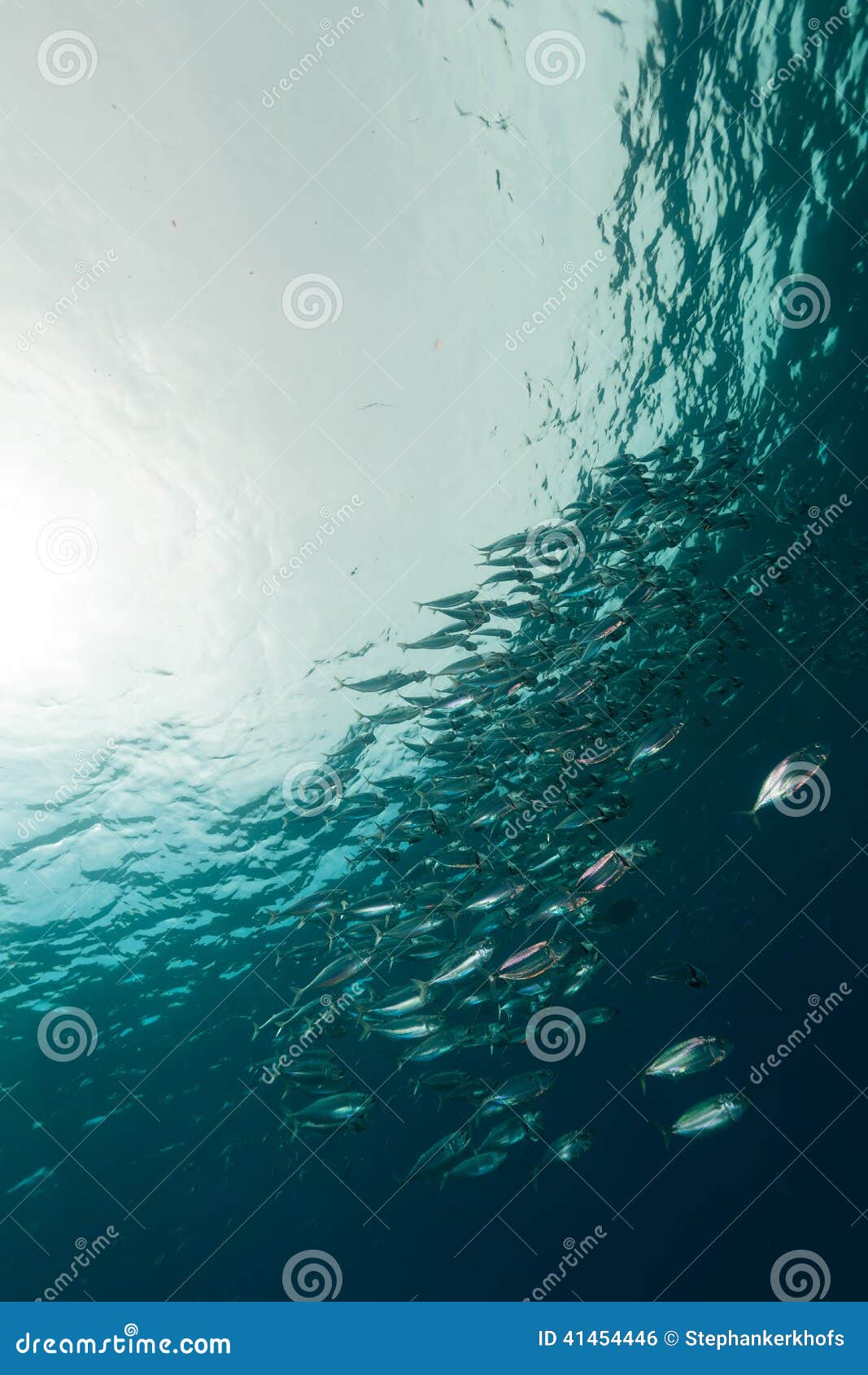 Striped Mackerel in the Red Sea. Stock Photo - Image of reef, striped ...