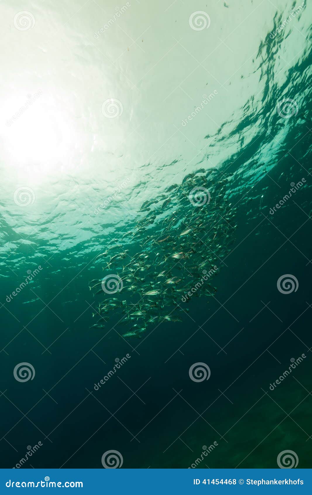 Striped Mackerel in the Red Sea. Stock Photo - Image of fish, nature ...