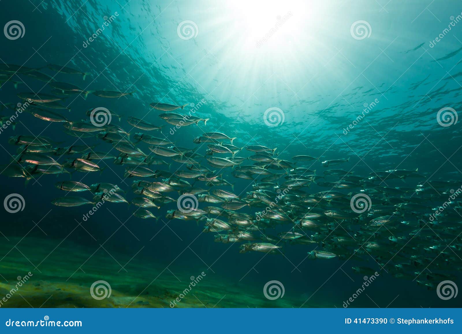 Striped Mackerel in the Red Sea. Stock Photo - Image of hardcoral ...