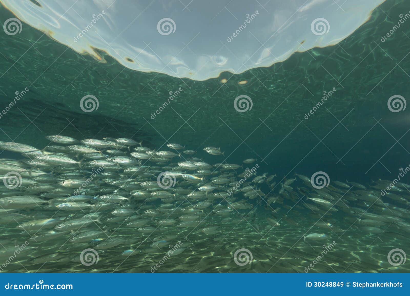 Striped Mackerel in the Red Sea. Stock Image - Image of scenes ...