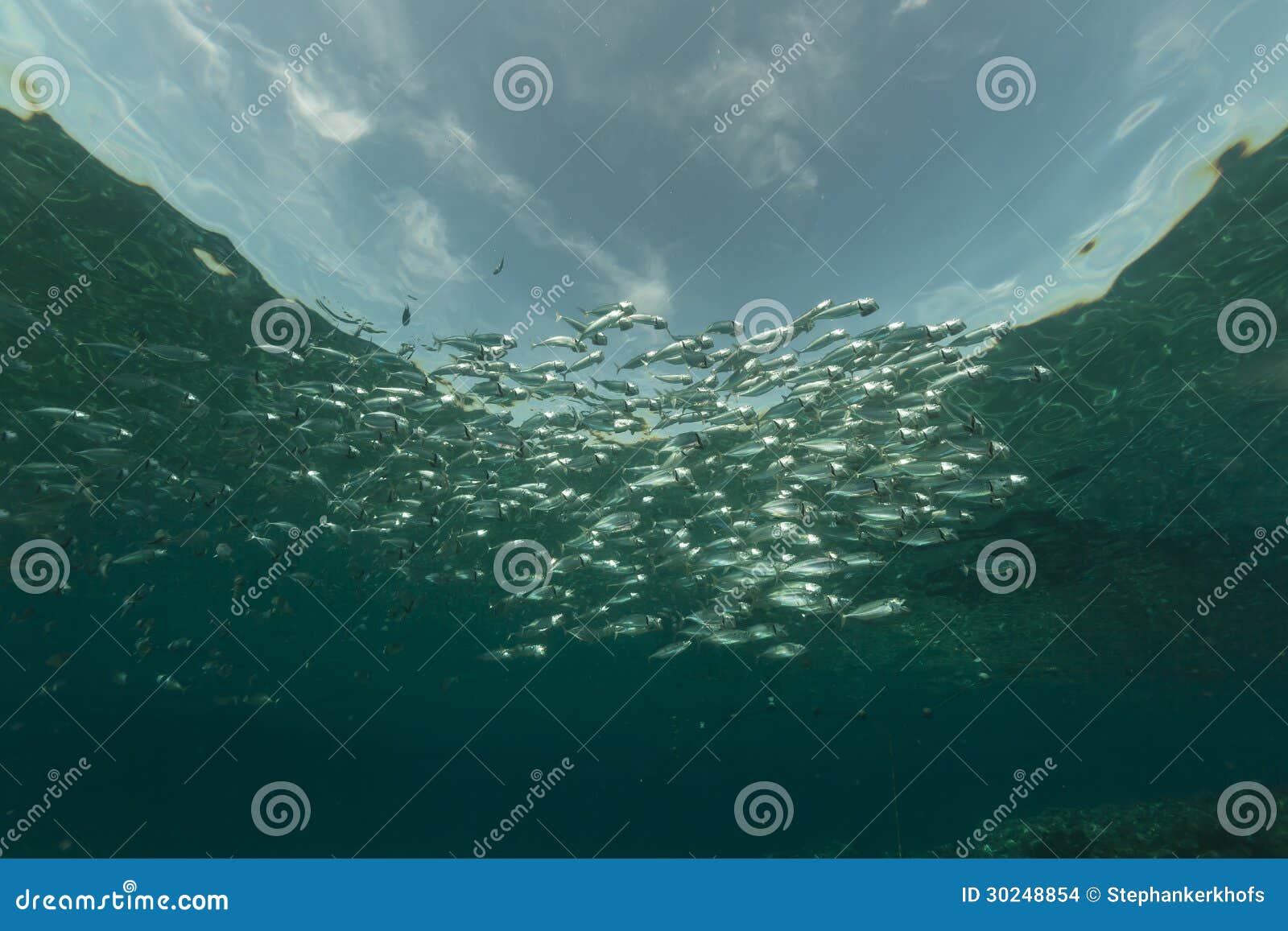 Striped Mackerel in the Red Sea. Stock Photo - Image of colorful ...