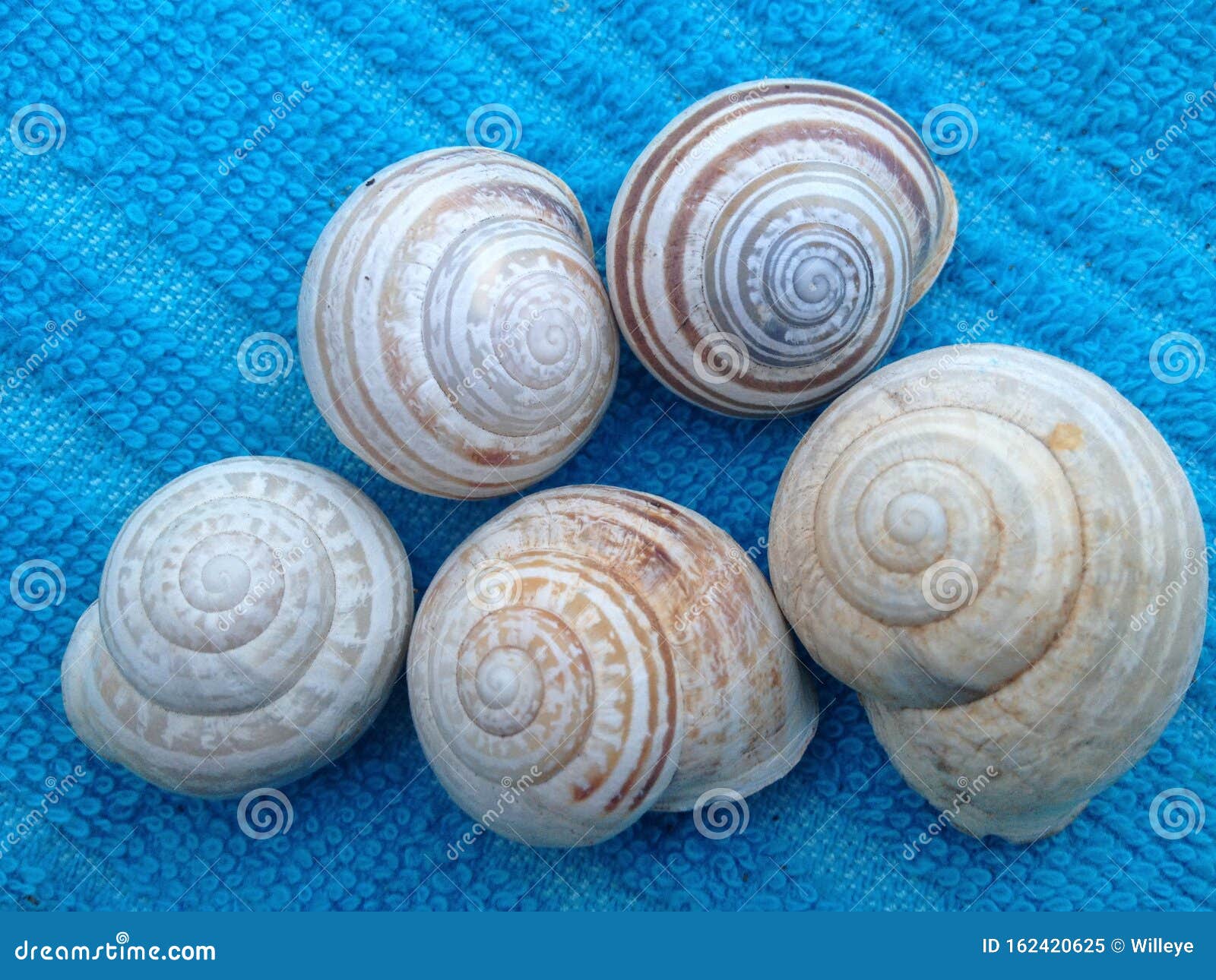 Striped Mediterranean Seashells on a Blue Background Stock Image ...