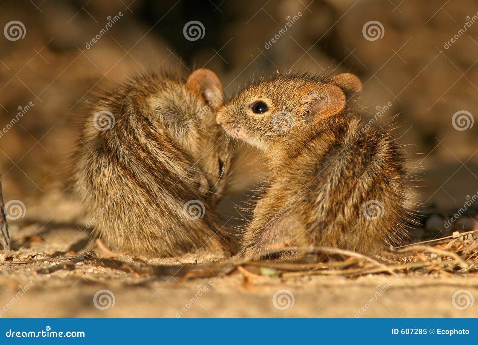Striped mice stock image. Image of small, ecology, mammal - 607285