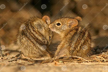 Striped mice stock image. Image of small, ecology, mammal - 607285