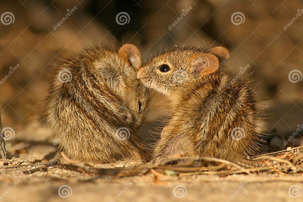 Striped mice stock image. Image of small, ecology, mammal - 607285
