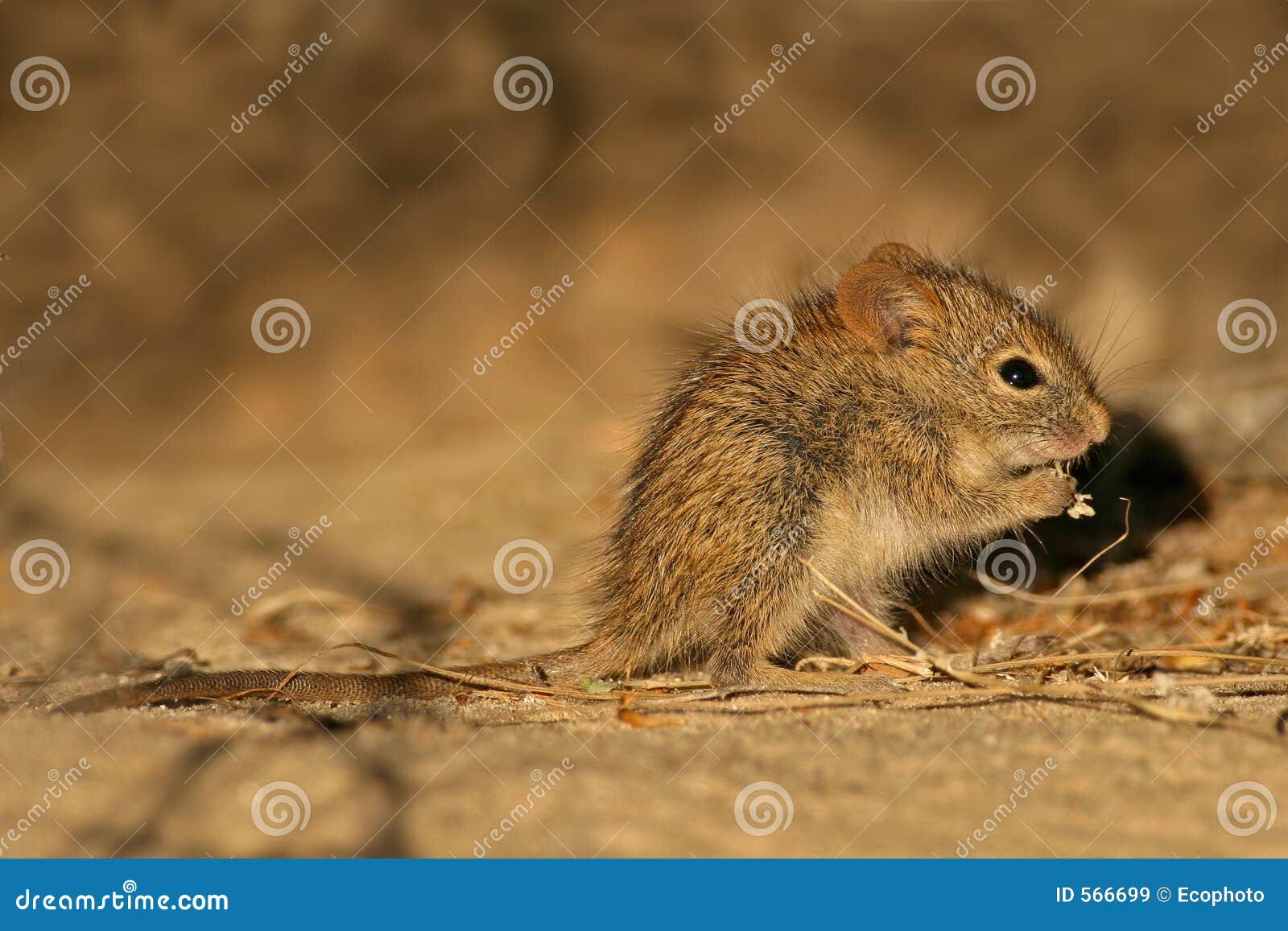 Striped mouse stock image. Image of face, southern, african - 566699