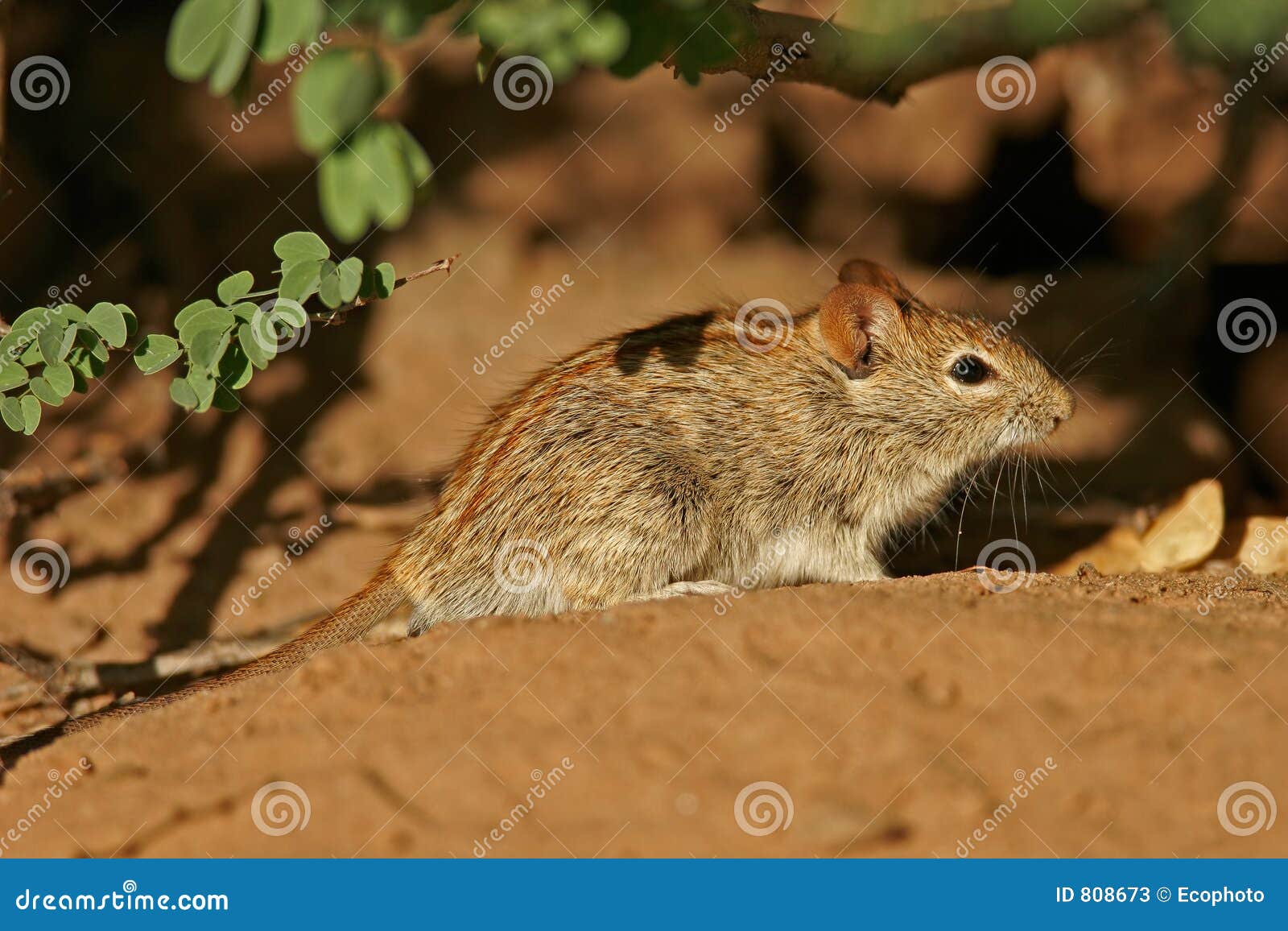 Striped mouse stock image. Image of desert, sitting, wild - 808673