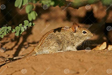 Striped mouse stock image. Image of desert, sitting, wild - 808673