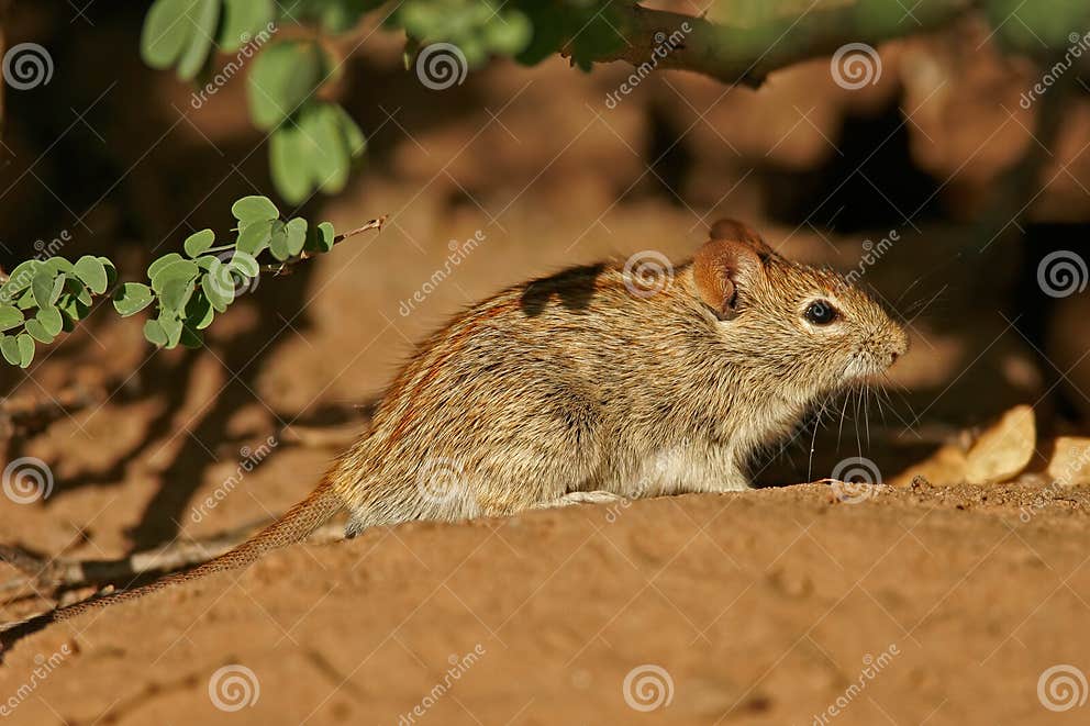 Striped mouse stock image. Image of desert, sitting, wild - 808673