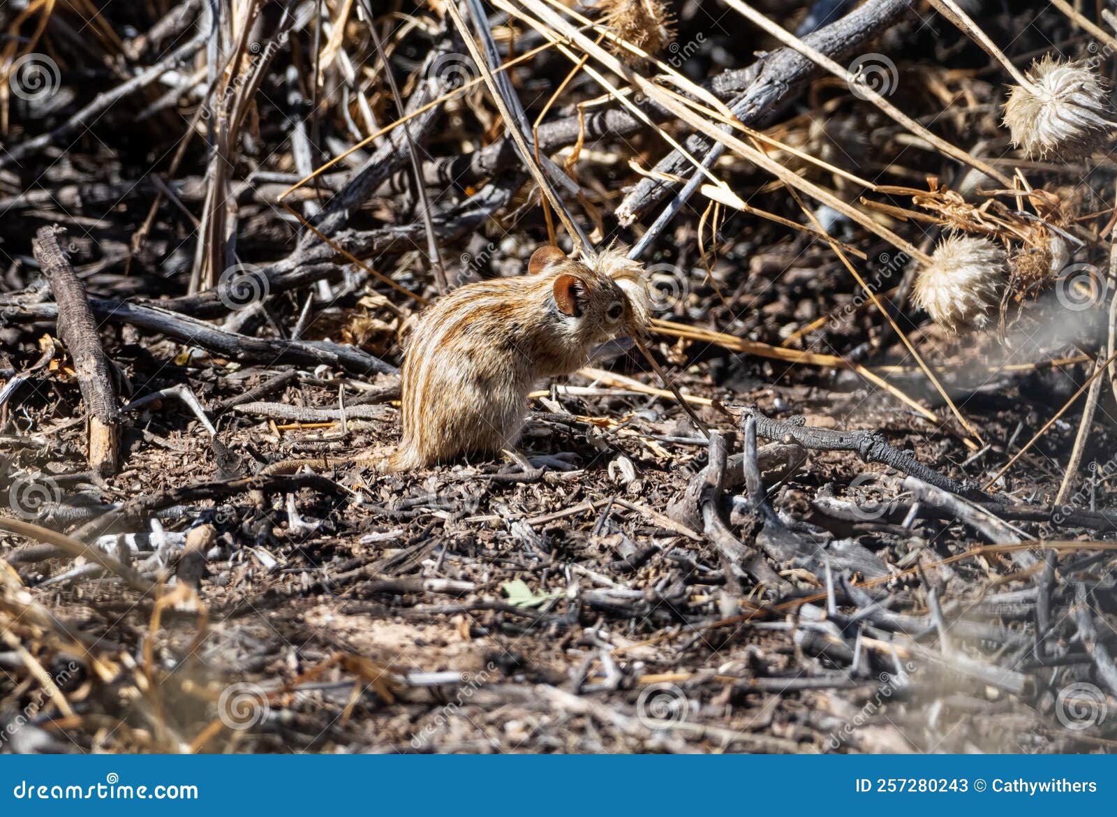 Striped Mouse stock image. Image of fourstriped, kgalagadi - 257280243