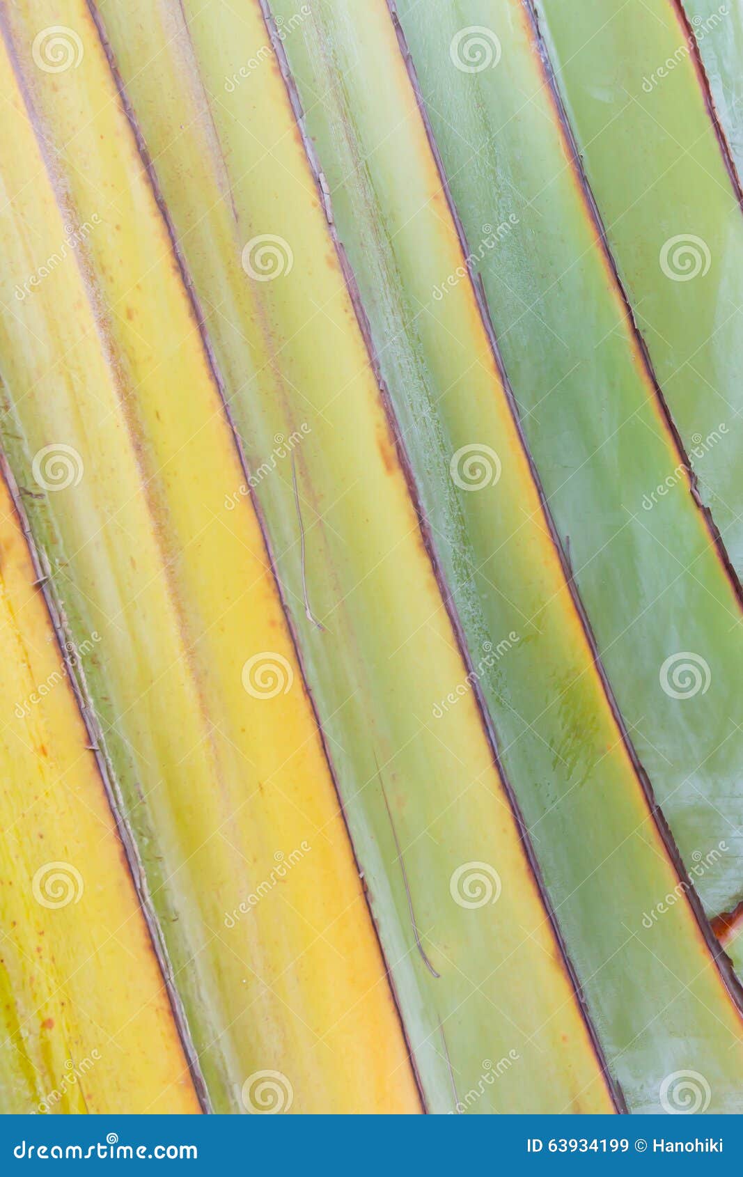 Striped Natural Background - Abstract Nature Pattern Stock Image ...