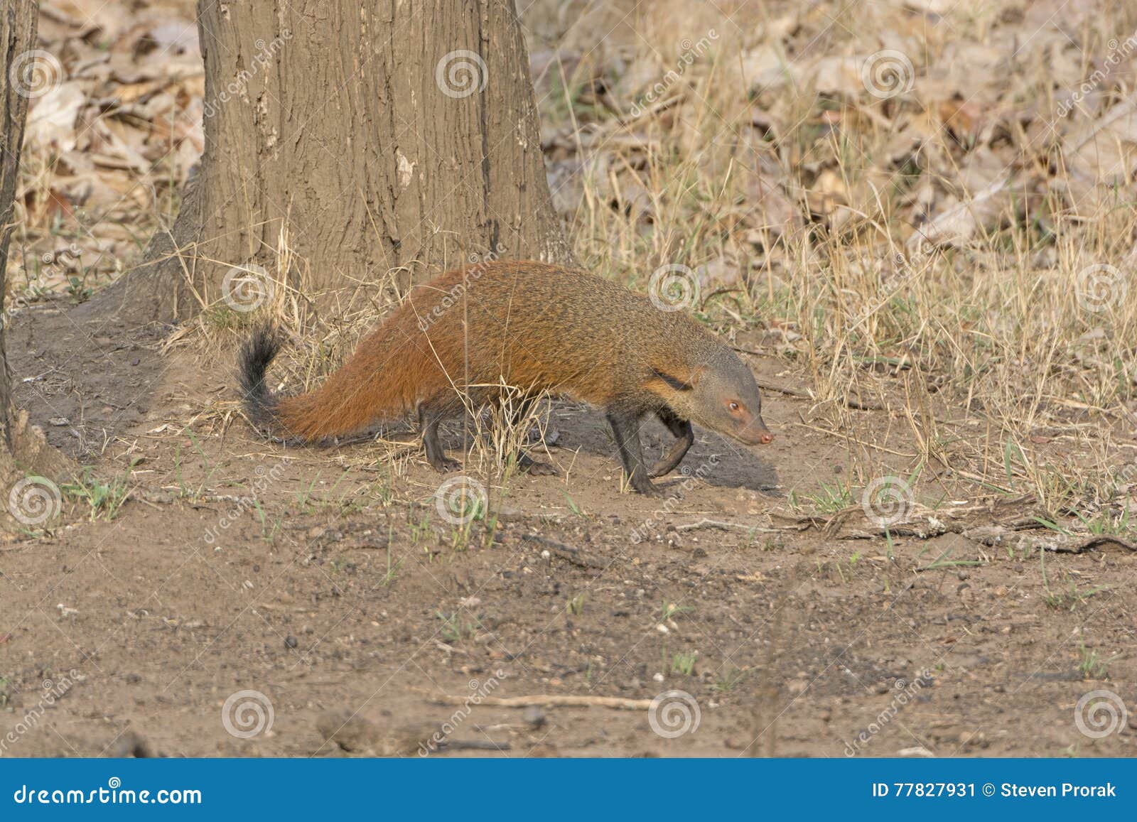 Striped Necked Mongoose in the Forest Stock Image - Image of habitat ...