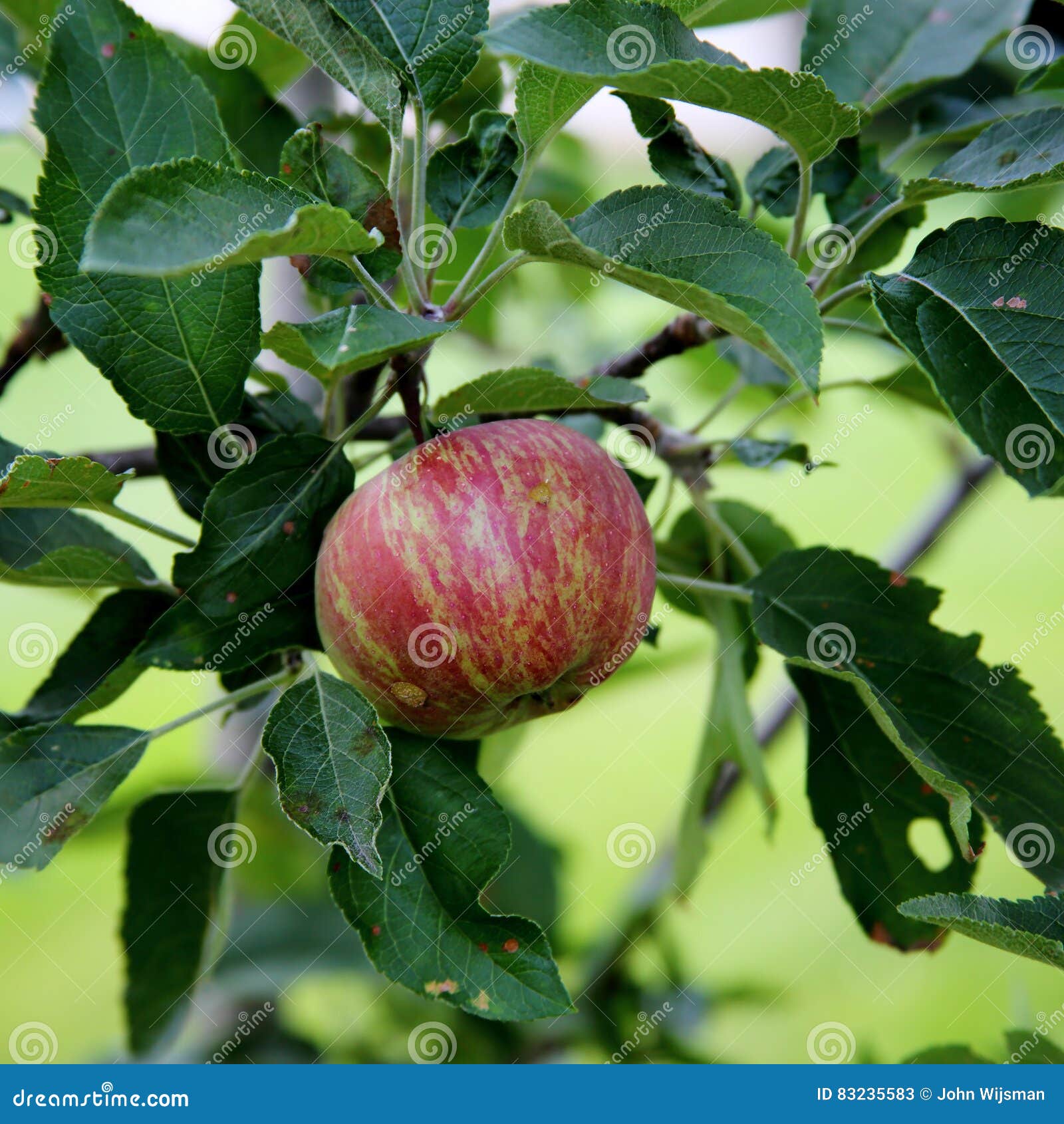 Striped Not Quite Ripe Apple on a Branch Stock Image - Image of food ...