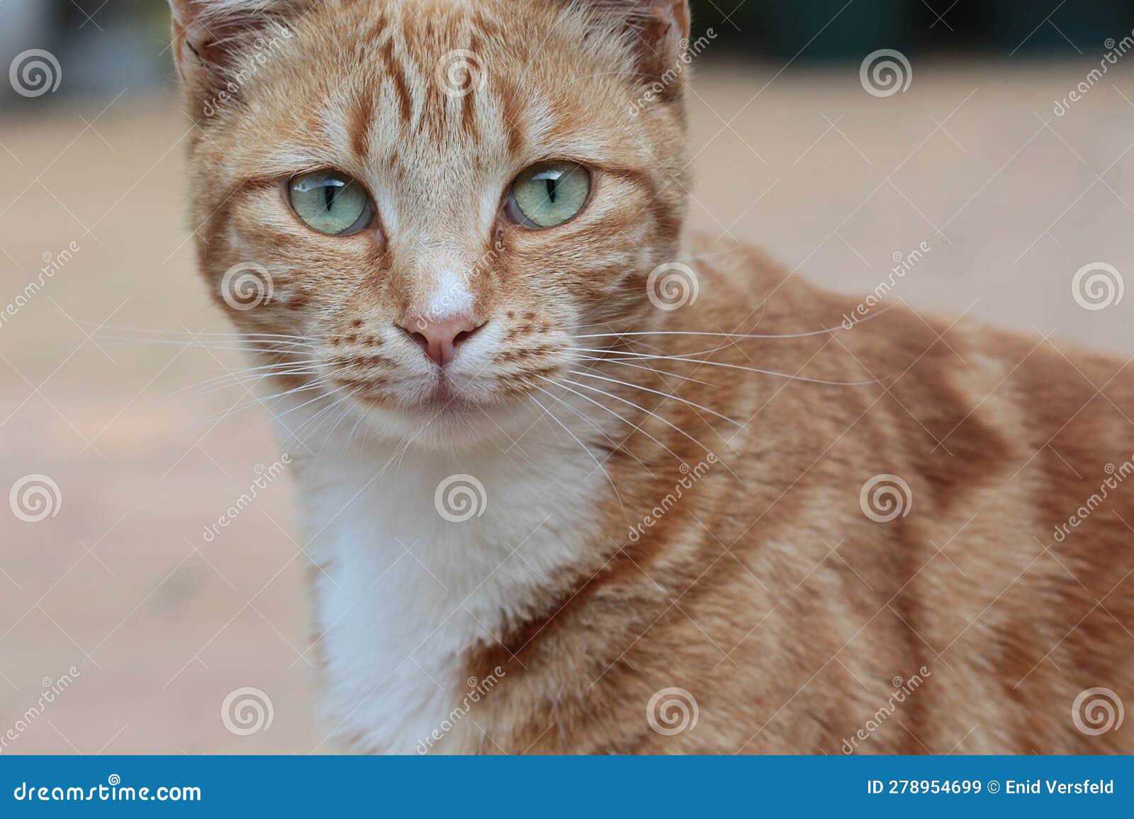Striped Orange Tabby Cat with Light Green Eyes Stock Image - Image of ...