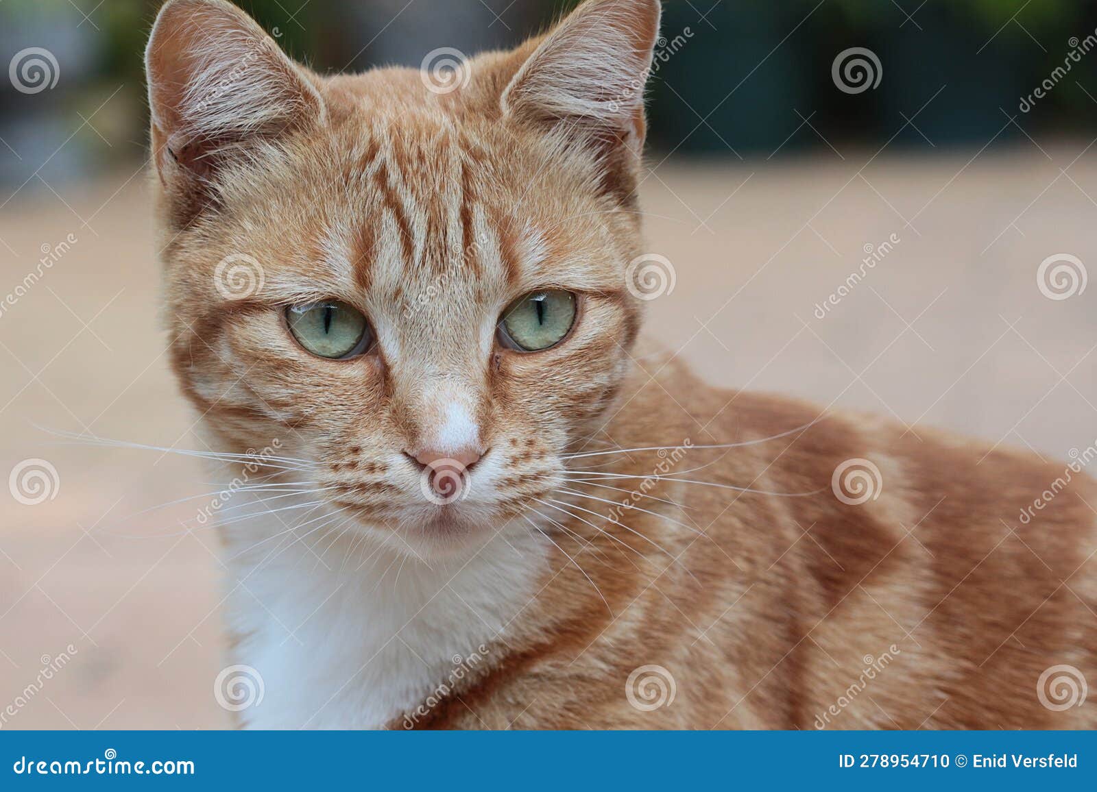 Striped Orange Tabby Cat with Light Green Eyes Stock Photo - Image of ...