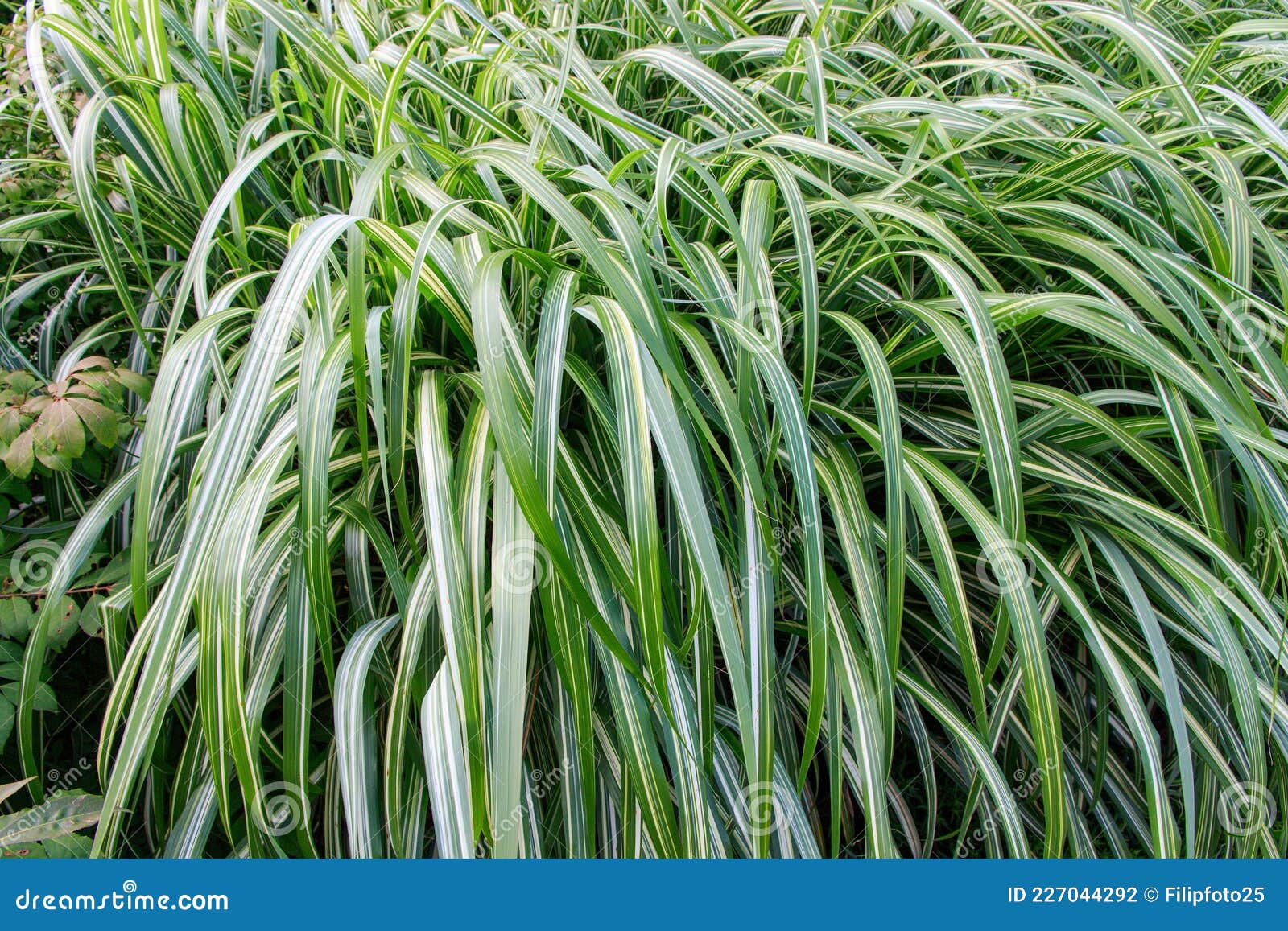 Striped ornamental grass stock photo. Image of gardening - 227044292