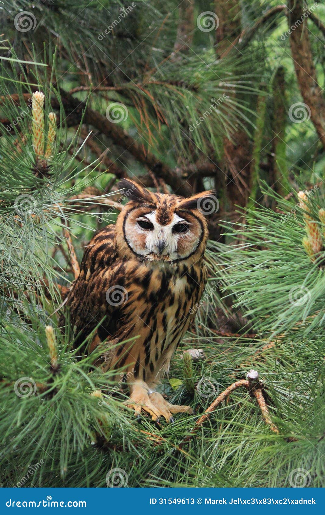 Striped Owl stock image. Image of striped, needles, evergreen - 31549613