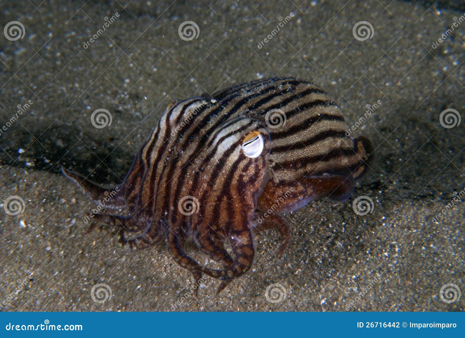 Striped pajama squid stock photo. Image of striped, bobtail - 26716442