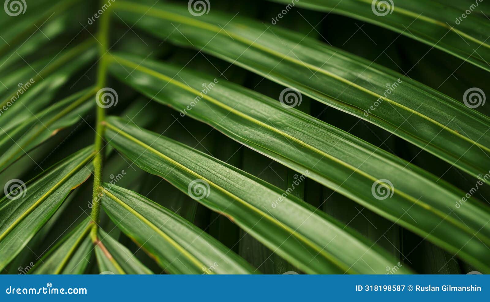 Striped of Palm Leaf, Abstract Green Texture Background Stock ...