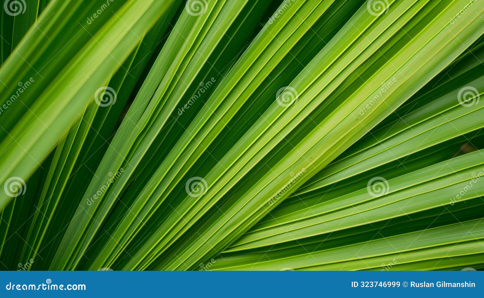 Striped of Palm Leaf, Abstract Green Texture Background Stock Image ...